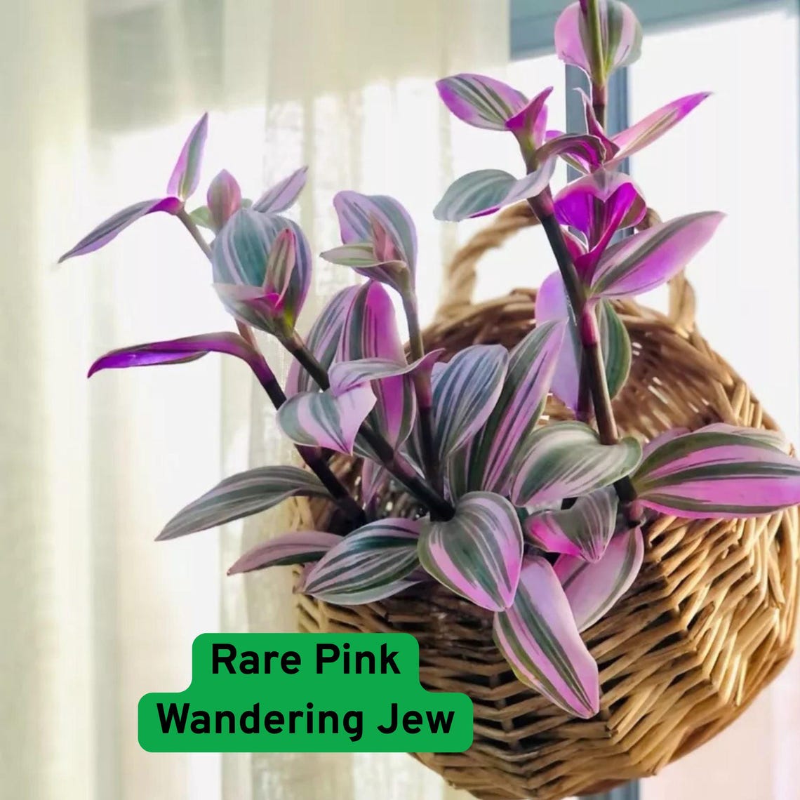 3 Tradescantia Nanouk Cuttings, Pink Wandering Jew, Rare Colorful ...