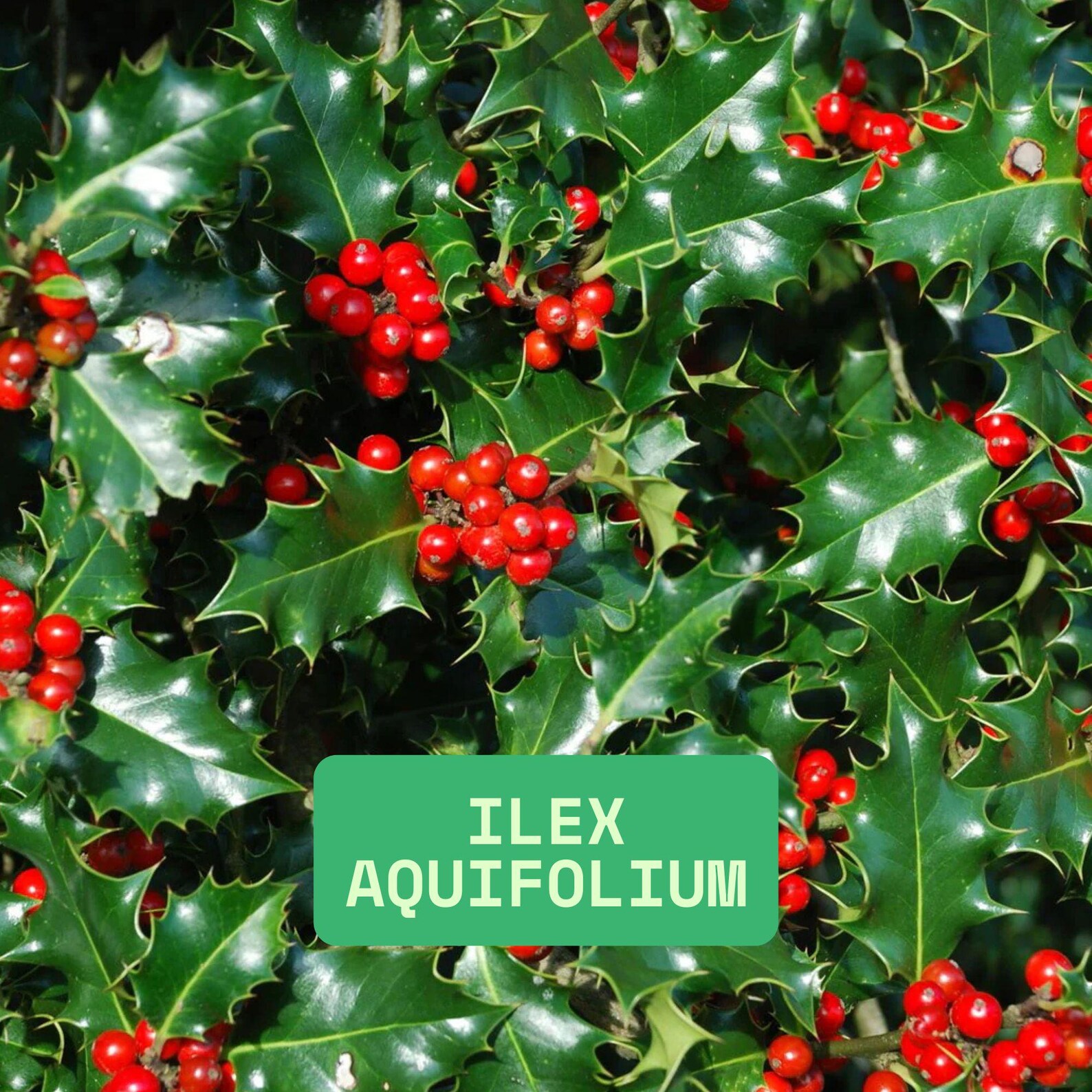 Classic Evergreen Beauty, English Holly Tree Seeds for Hedges and ...