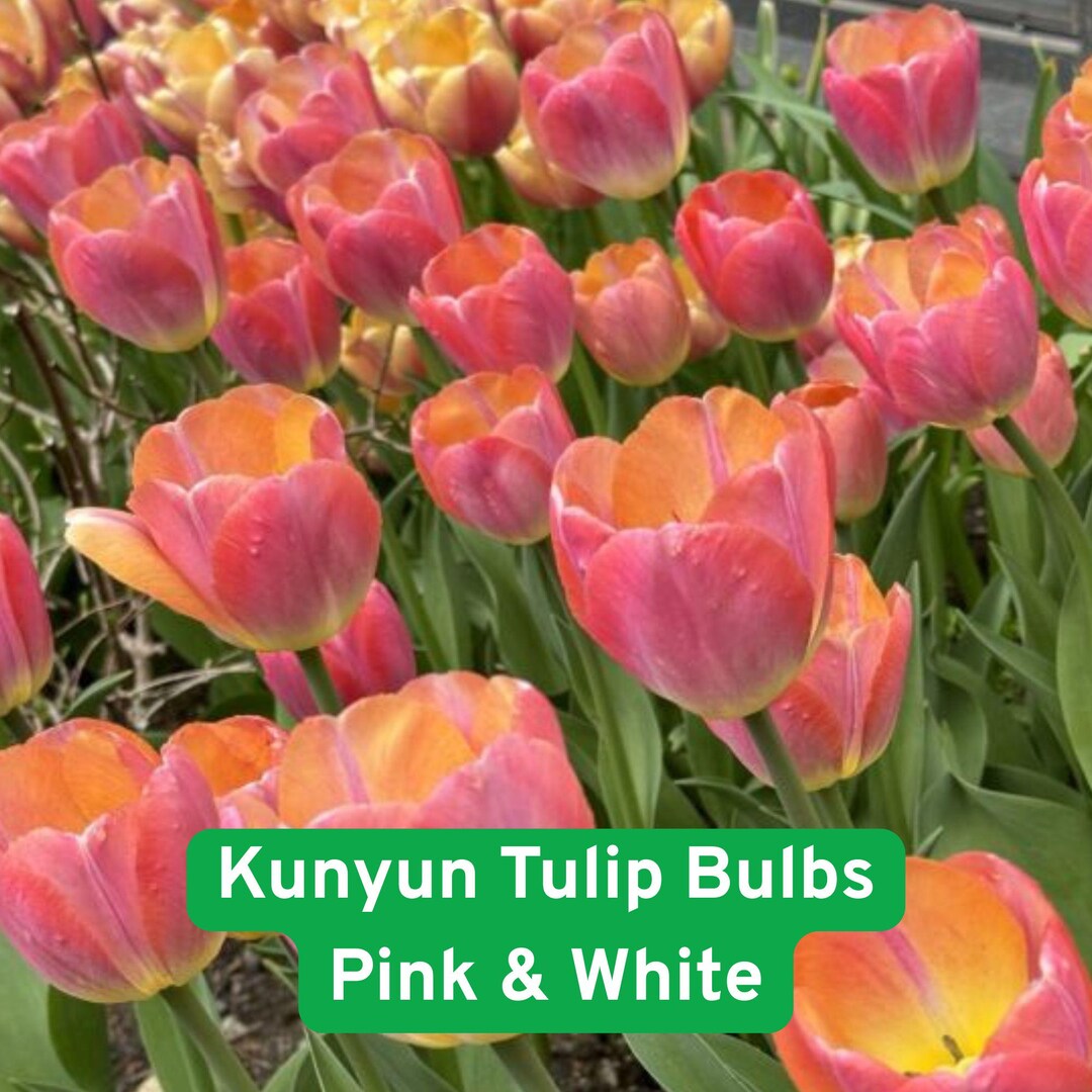 Kunyun Rembrandt Tulip Bulbs, Pink and White Spring Garden Blooms - Etsy