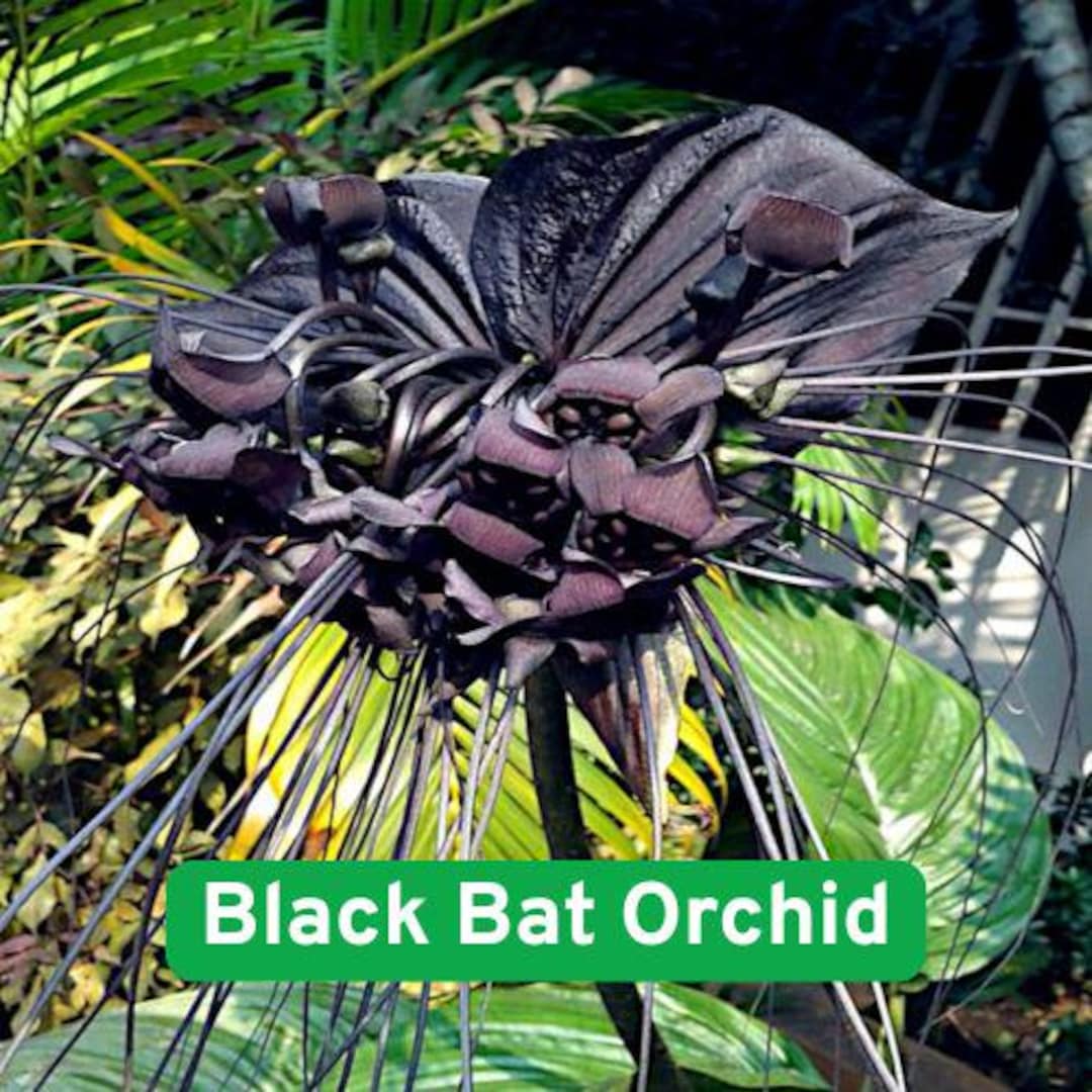 Black Bat Orchid Flower Seeds, Tacca Chantrieri, Rare Exotic Tropical ...