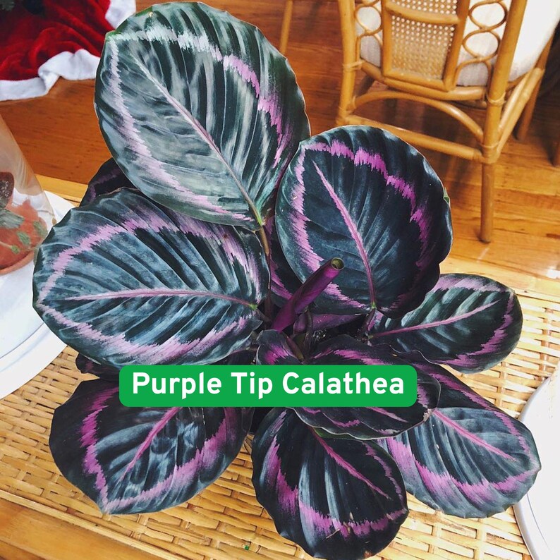 25 Purple Tip Calathea Couture Seeds, Rare Tropical Houseplant With ...