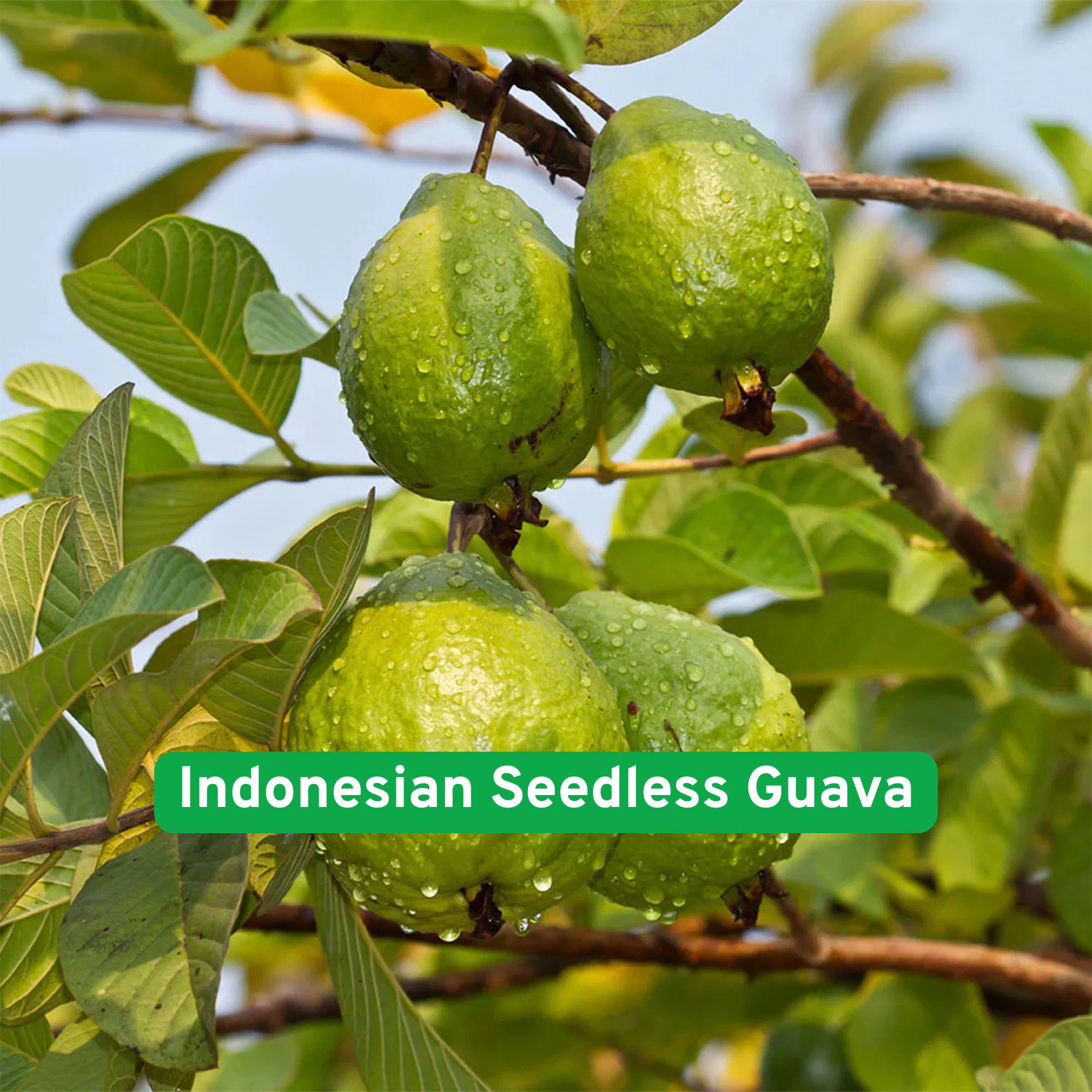 50 Indonesian Seedless Guava Seeds, Sweet Crisp Flesh, Tropical Fruit ...