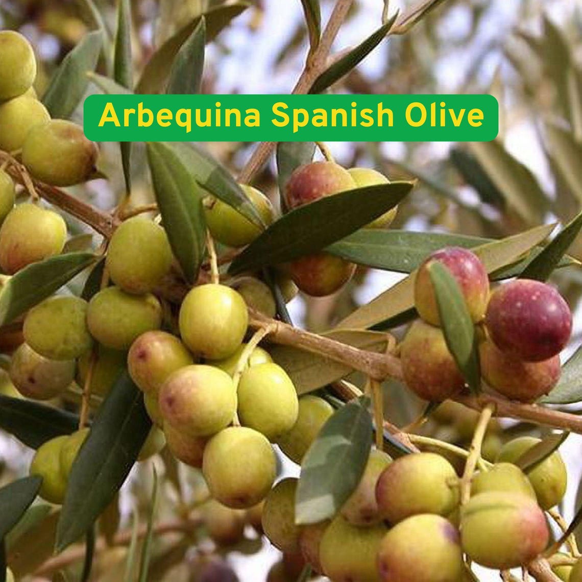 10 Arbequina Spanish Olive Seeds Cold Hardy, Compact Tree, Fruiting ...