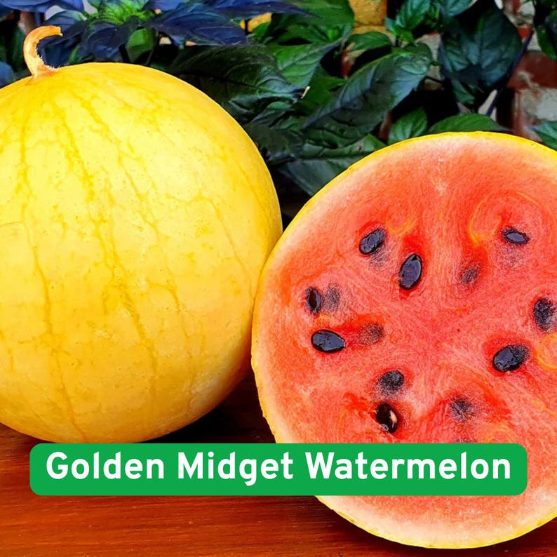 35 Organic Heirloom Golden Midget Watermelon Seeds, Fast Growing, Super ...
