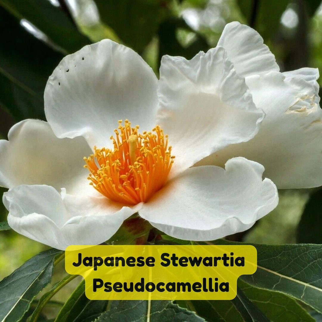 Japanese Stewartia Tree Seeds: Showy Fall Color, Camellia-like Blooms ...