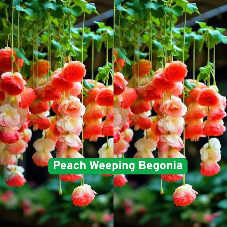 25 Peach Weeping Begonia Seeds, Cascading Shade Flowers for Hanging ...
