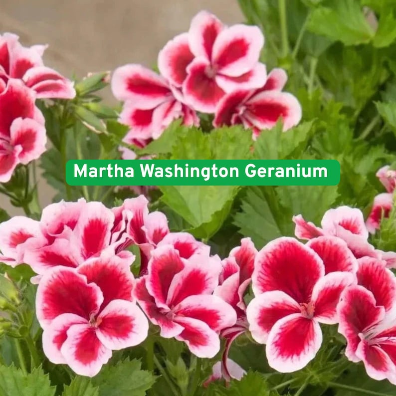 25 Martha Washington Geranium Seeds, Regal Pelargonium, Bold Blooms ...