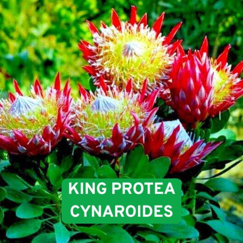 King Protea Seeds: Giant Exotic Flower, Tropical Drought Gardens (10 ...