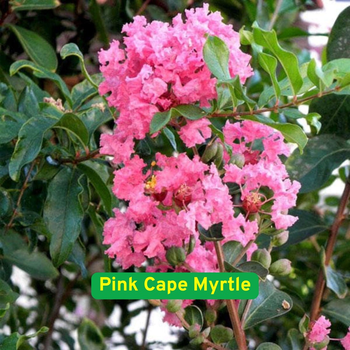 20 Pretty in Pink Crape Myrtle Seeds, Lagerstroemia, Long-blooming ...