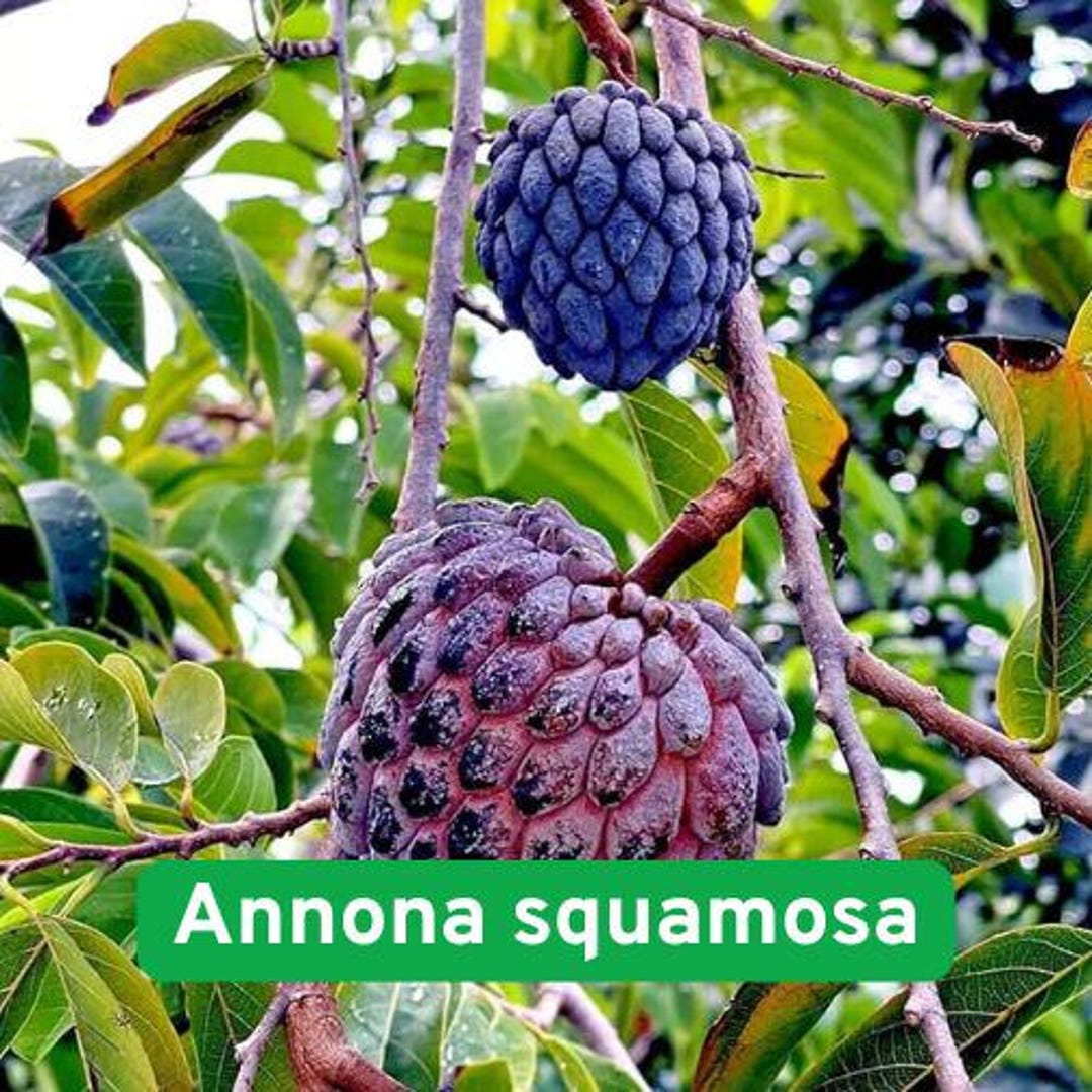 10 Thai Purple Sugar Apple Tree Seeds, Annona Squamos, Rare Sweetsop ...