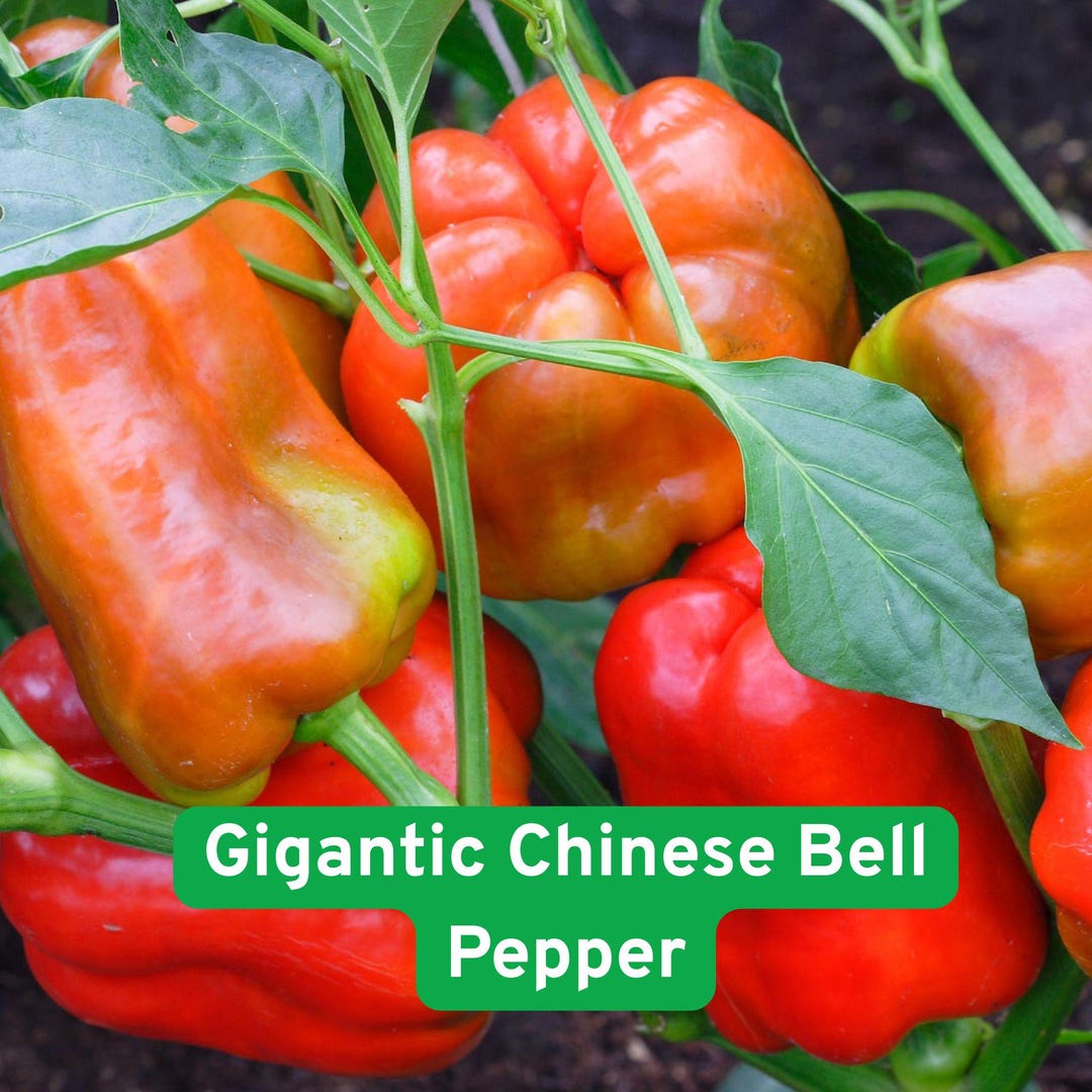 100 Gigantic Chinese Bell Pepper Seeds, Sweet Heirloom Variety - Etsy