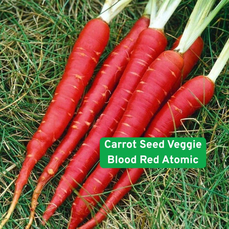 Atomic Red Carrot Seeds 150 Seeds, Heirloom Vegetable, Vibrant Color, Sweet Flavor - Etsy