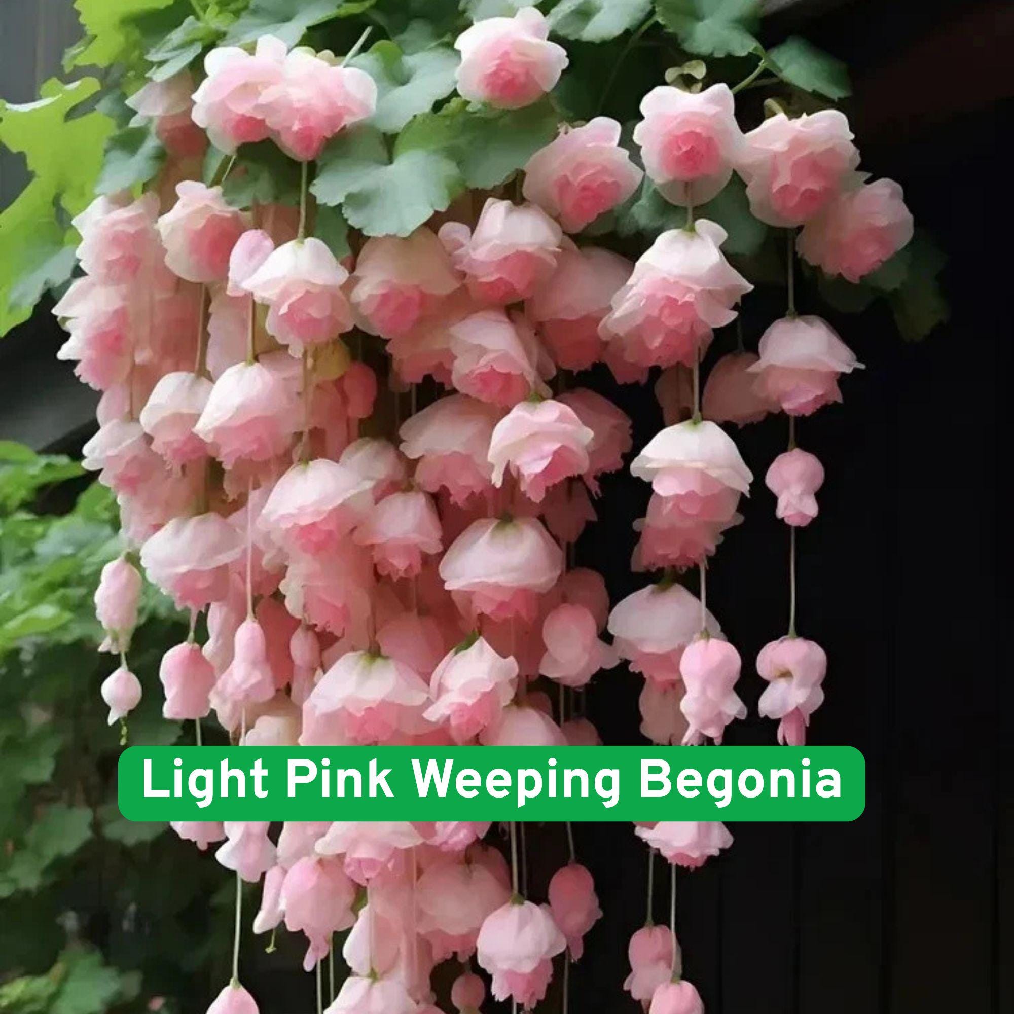 25 Light Pink Weeping Begonia Seeds, Cascading Blooms for Hanging ...