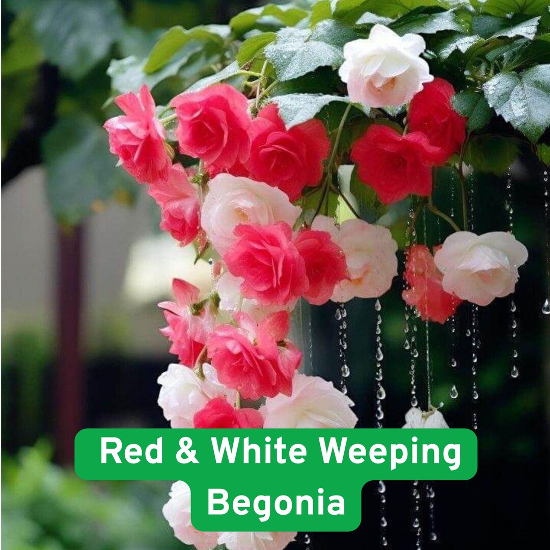 25+ Red & White Weeping Begonia Seeds: Heirloom Hanging Basket Flower ...