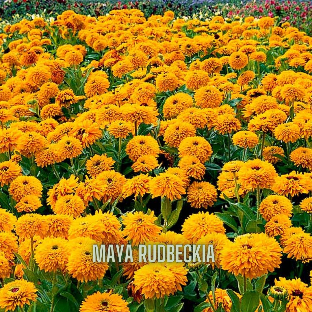 Maya Rudbeckia Seeds: Double Bloom Black Eyed Susan, Yellow Perennial ...