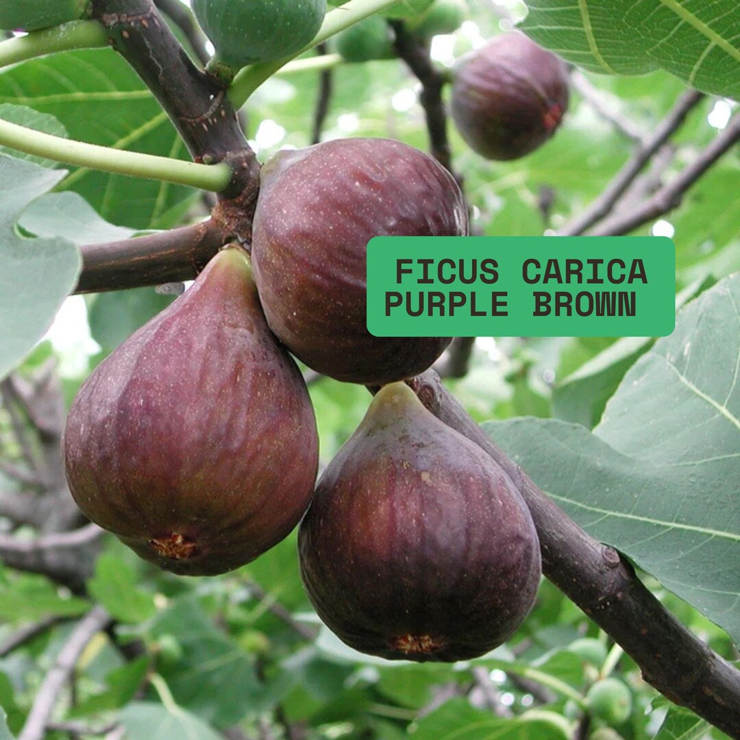 30 Common Edible Fig Tree Seeds Ficus Carica, Purple-brown Fruit, Cold ...