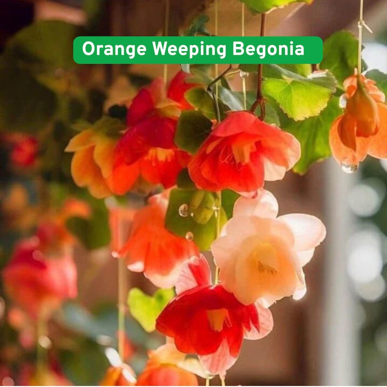 25 Orange Weeping Begonia Seeds, Tuberous Trailing Flower for Shade ...