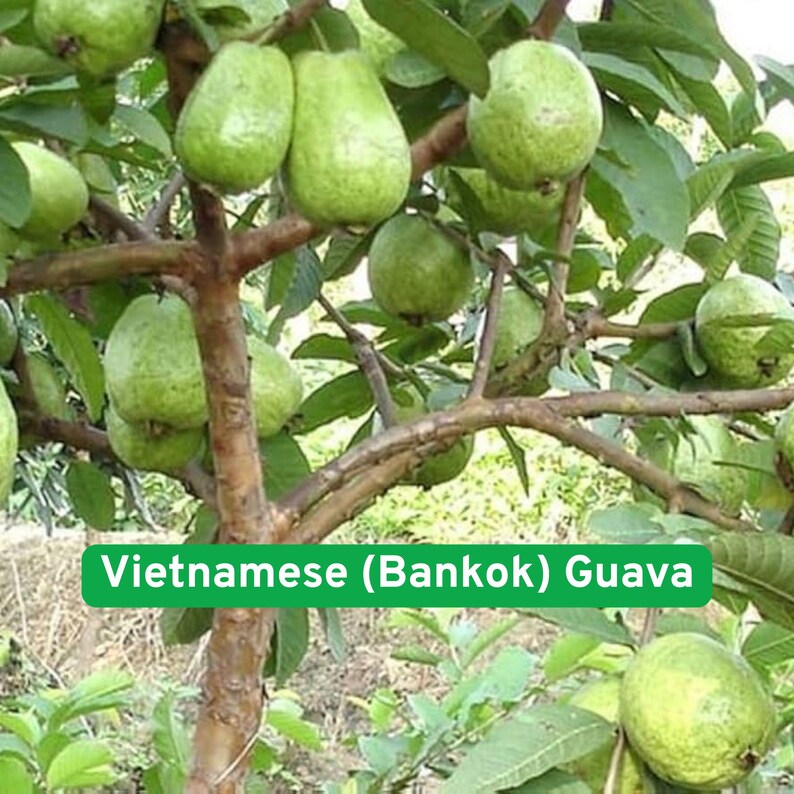 50 Giant Vietnamese Bangkok Guava Seeds, Sweet Crisp Tropical Fruit ...