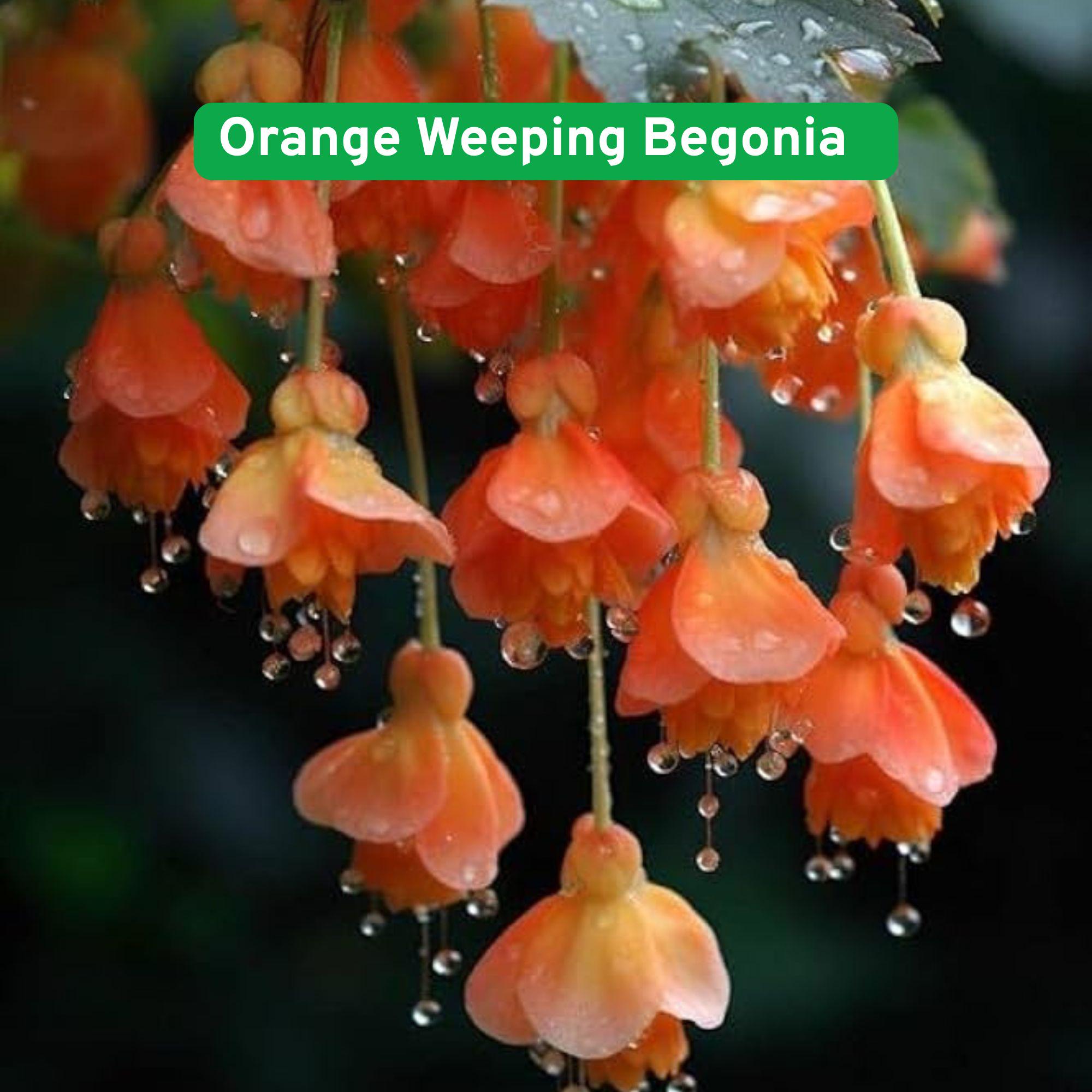 25 Orange Weeping Begonia Seeds, Tuberous Trailing Flower for Shade ...