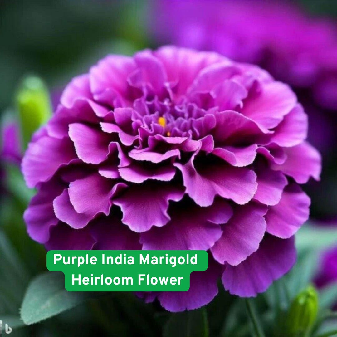 Purple India Marigold Seeds: Heirloom Flower, Vibrant Blooms, Easy to ...