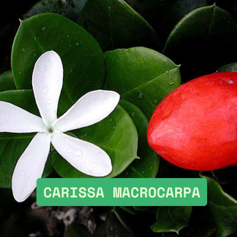 Natal Plum Seeds, Carissa Macrocarpa, 20 Live Seeds for Planting - Etsy