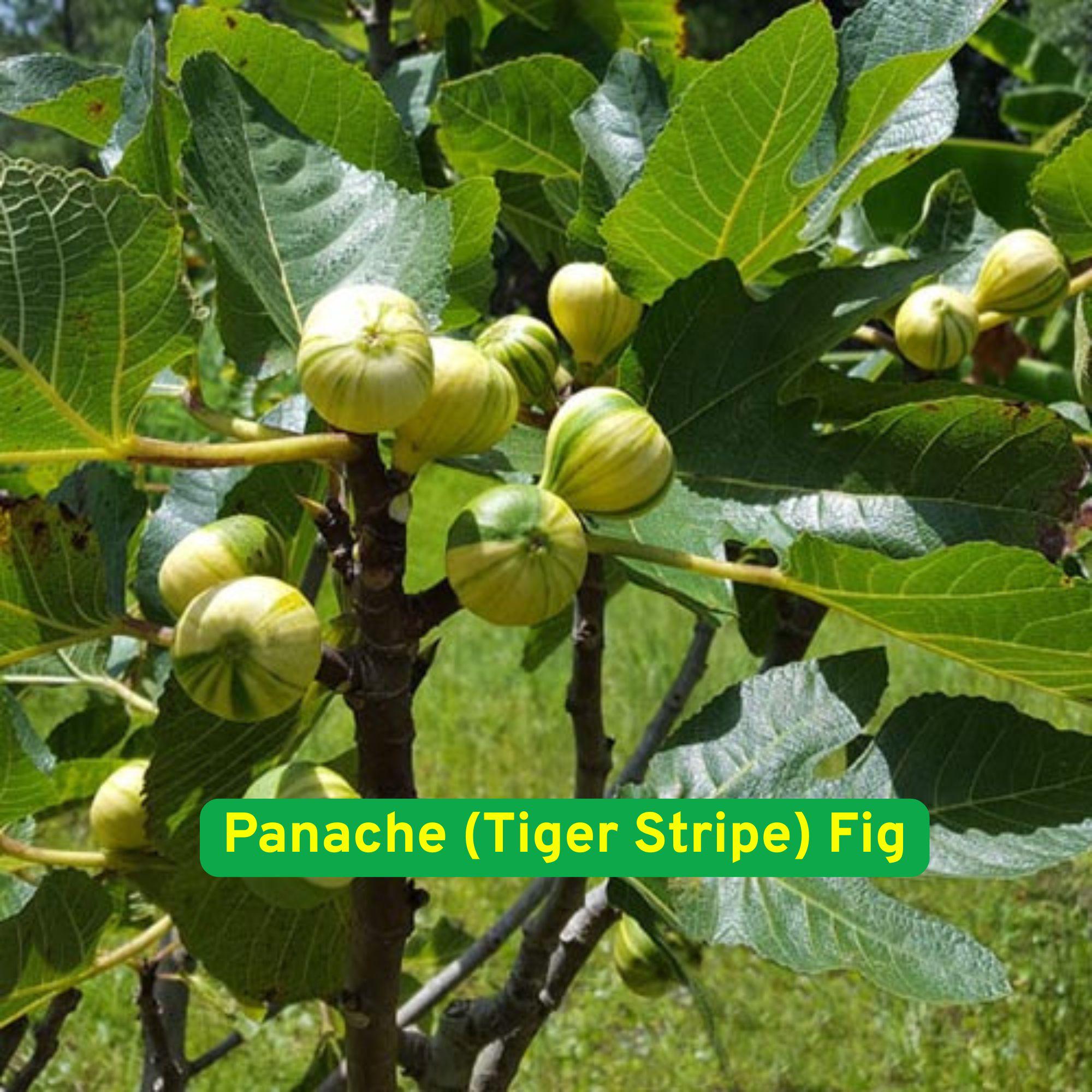 100 Panache Tiger Stripe Fig Seeds, Rare Variegated Ficus, Sweet ...
