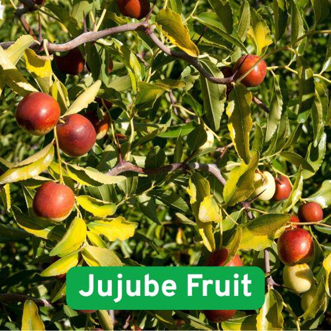 10 Jujube Fruit Tree Seeds, Red Chinese Date, Indian Plum Superfruit, Fast Growing and Hardy ...