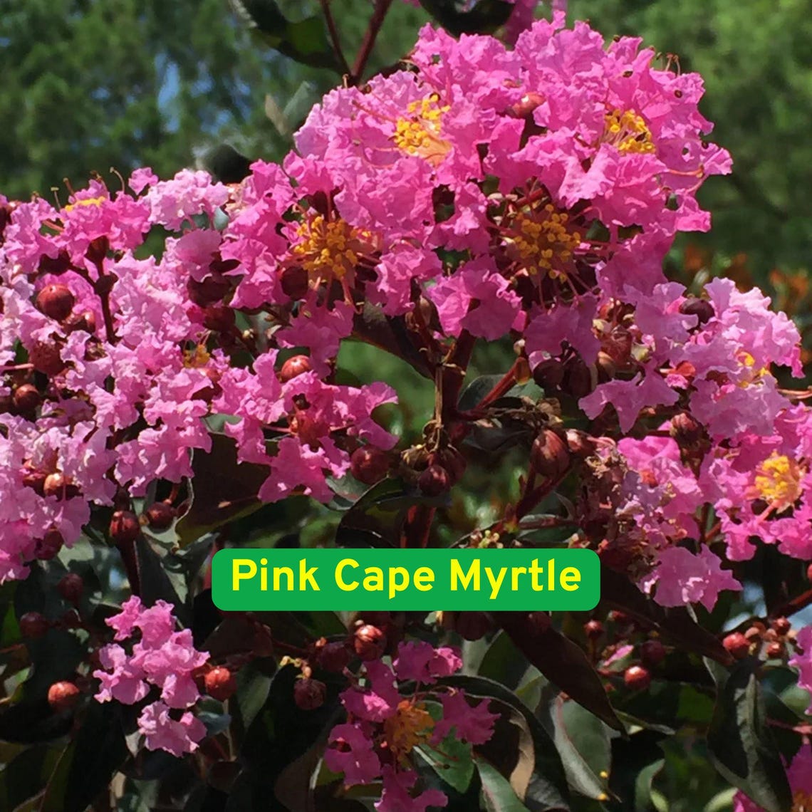 20 Pretty in Pink Crape Myrtle Seeds, Lagerstroemia, Long-blooming ...