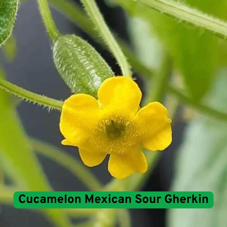 70 Cucamelon Seeds Mexican Sour Gherkin, Tiny Melon-like Cucumber ...