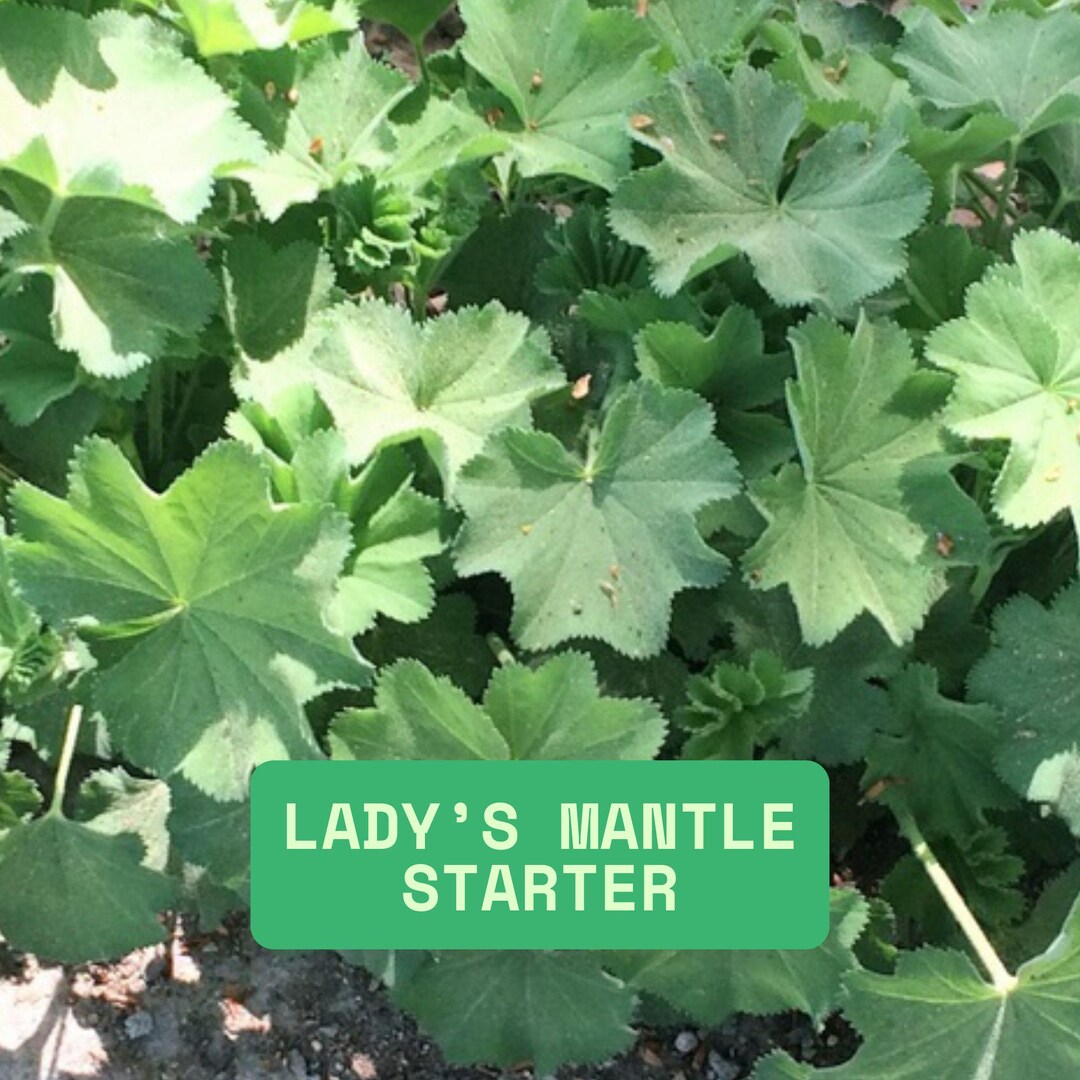 Ladys Mantle Starter Plant, Live Alchemilla Thriller Herb for Garden ...
