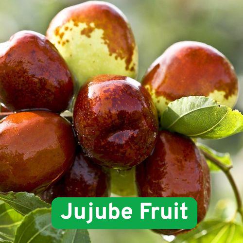 10 Jujube Tree Seeds: Chinese Date, Indian Plum Superfruit - Etsy