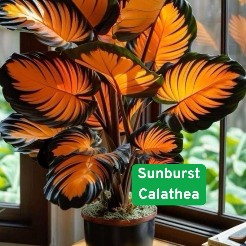 25 Sunburst Calathea Seeds, Rare Tropical Houseplant, Bright Patterned ...