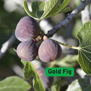 100 Gold Fig Seeds, Sweet Yellow Fruit, Rare Heirloom Tree for Warm ...