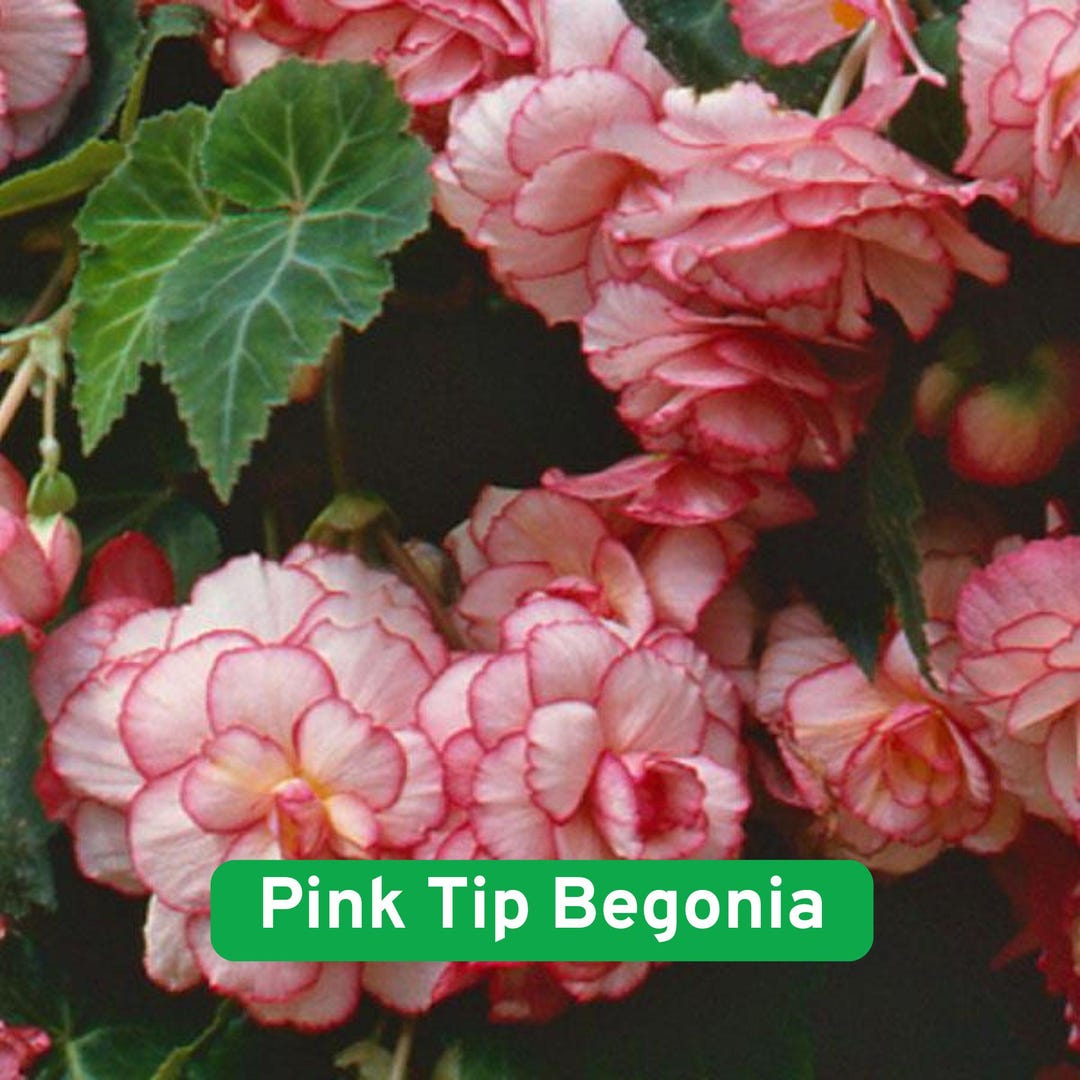 Pink Tip Begonia Seeds: Rare Heirloom Variety, Shade Loving - Etsy