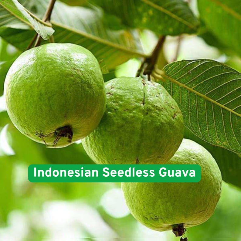 50 Indonesian Seedless Guava Seeds, Sweet Crisp Flesh, Tropical Fruit ...