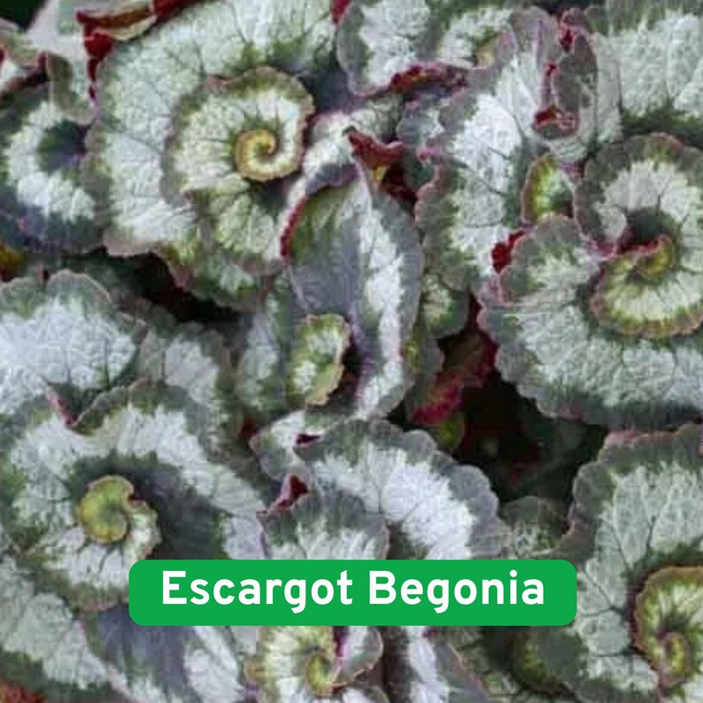 25 Escargot Begonia Seeds: Rare Spiral Leaf, Non GMO Shade Plant - Etsy