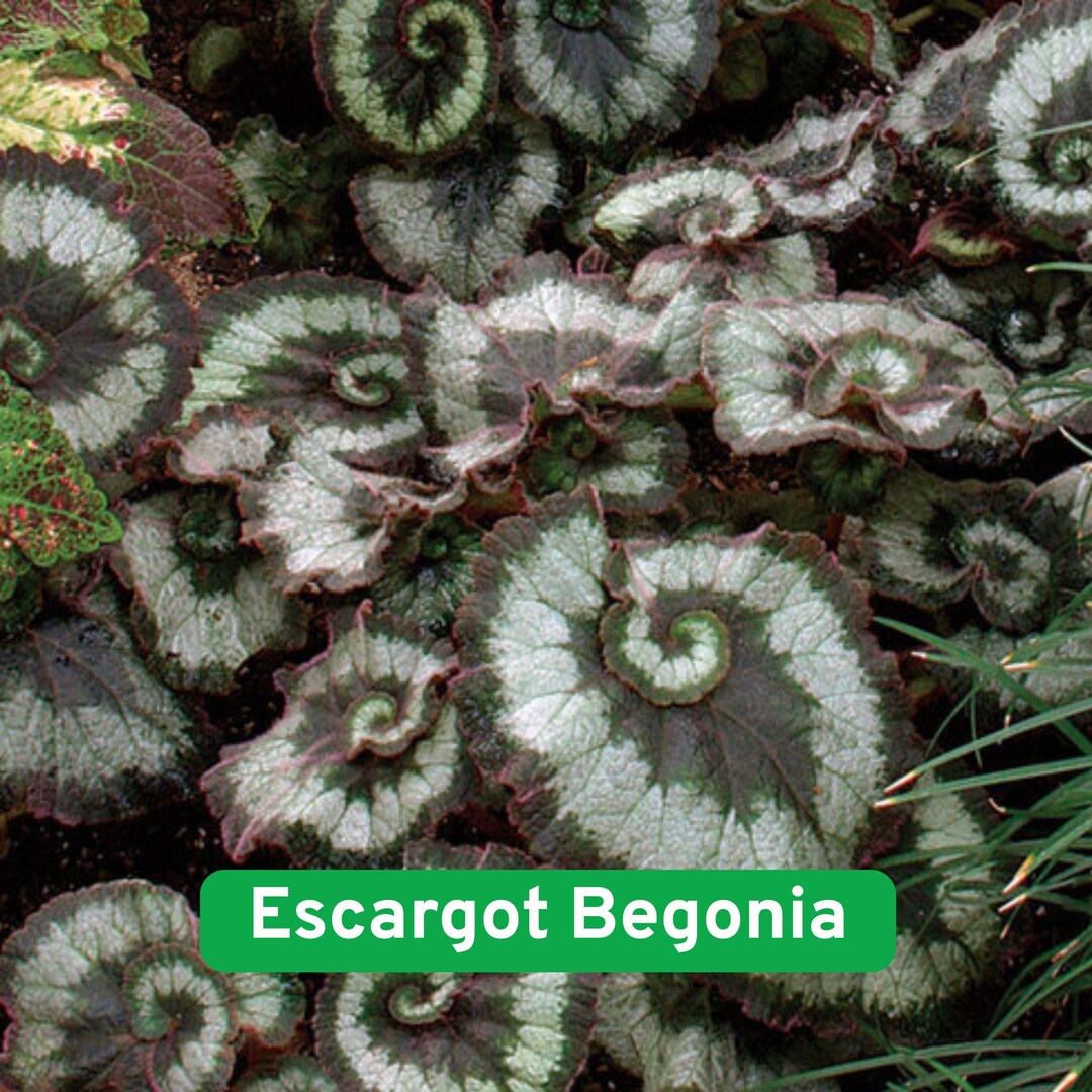 25 Escargot Begonia Seeds: Rare Spiral Leaf, Non GMO Shade Plant - Etsy