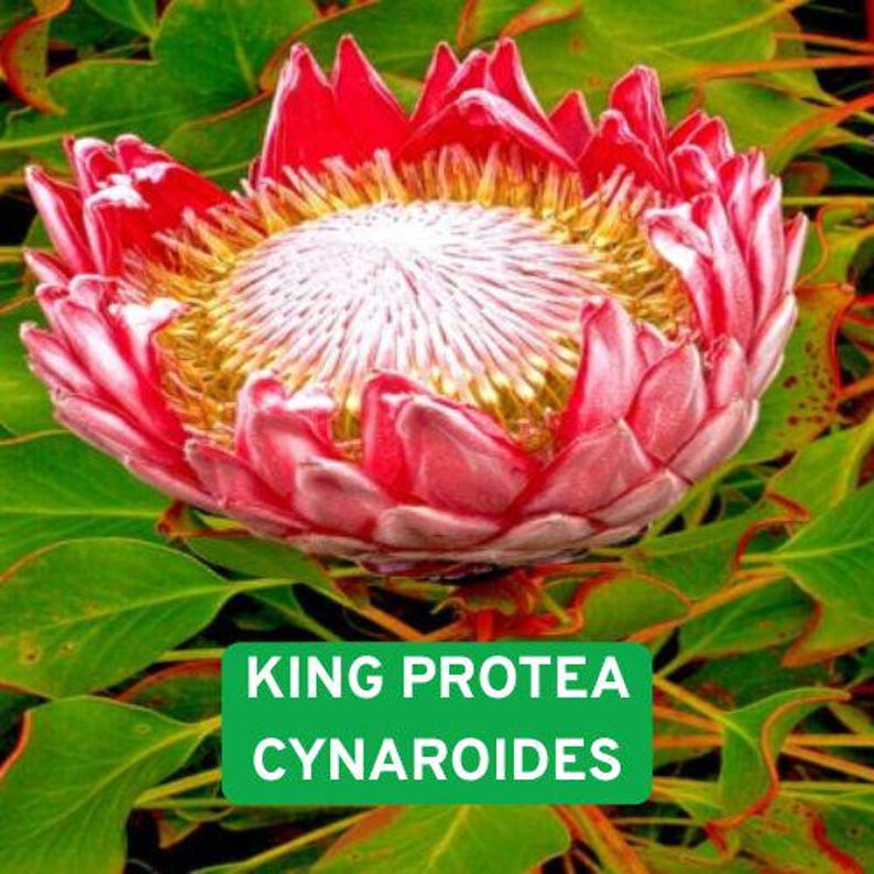 King Protea Seeds: Giant Exotic Flower, Tropical Drought Gardens (10 ...
