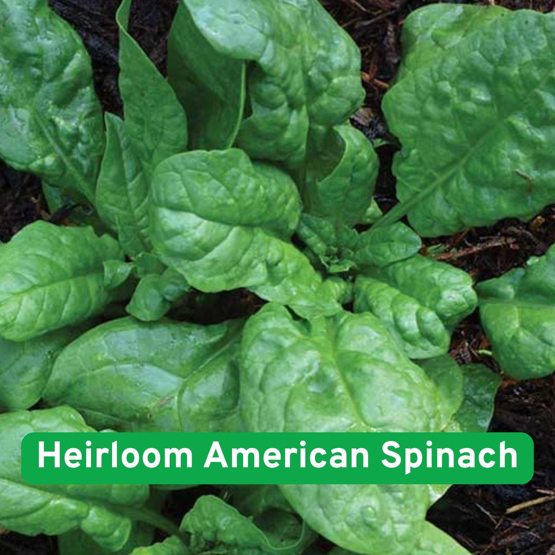 200 Heirloom American Spinach Seeds, Fast Growing, Non GMO, Home Garden ...