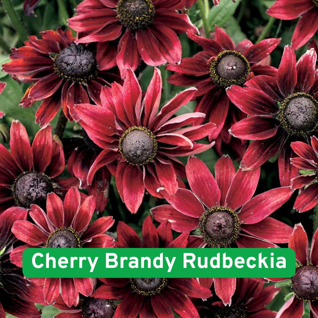 Cherry Brandy Rudbeckia Seeds, Heirloom Deep Red Black Eyed Susan - Etsy