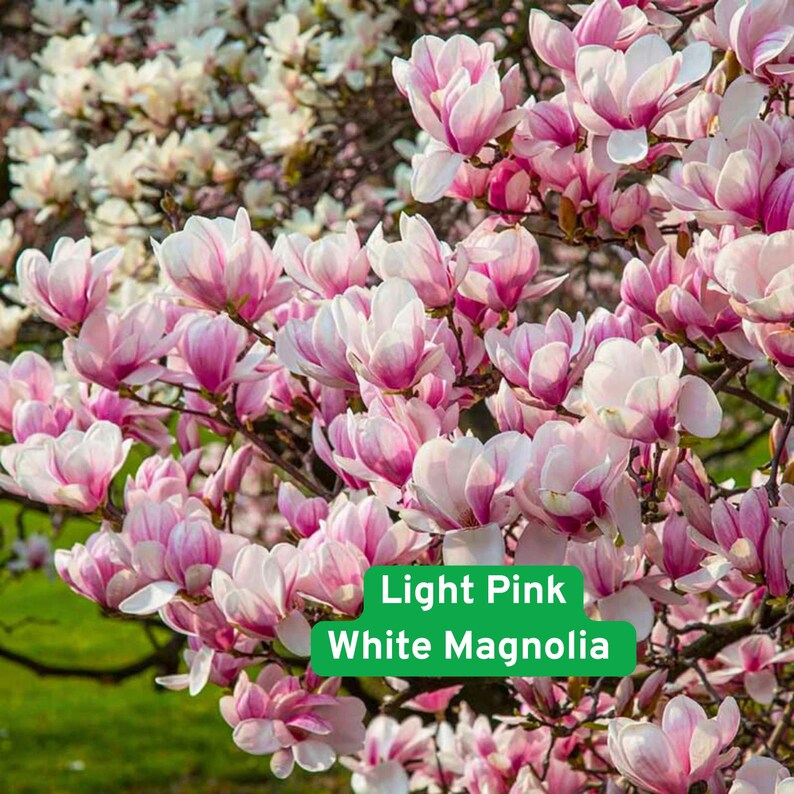 5 Light Pink White Magnolia Seeds, Elegant Fragrant Tree, Magnolia ...