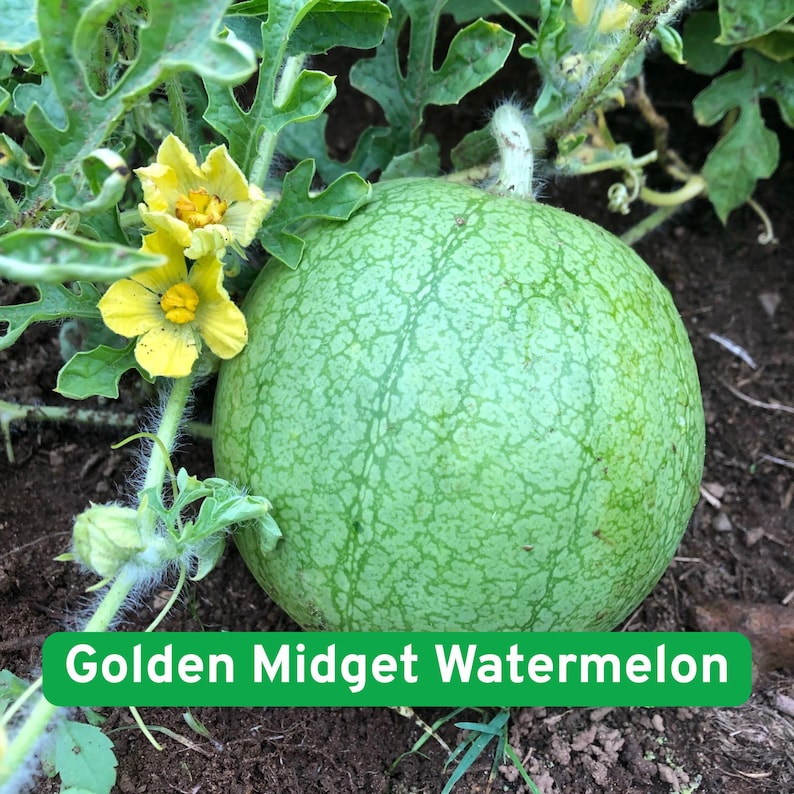 35 Organic Heirloom Golden Midget Watermelon Seeds, Fast Growing, Super ...