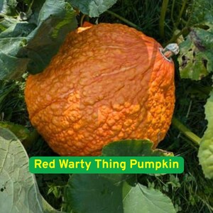 25 Red Warty Thing Pumpkin Seeds, Unique Heirloom Squash, Bumpy Red ...