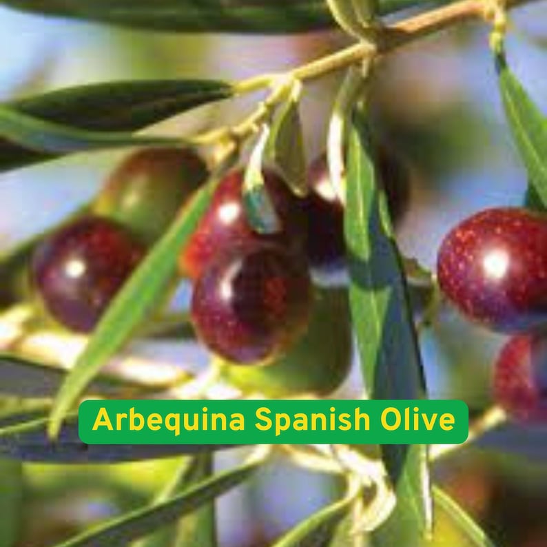 10 Arbequina Spanish Olive Seeds Cold Hardy, Compact Tree, Fruiting ...