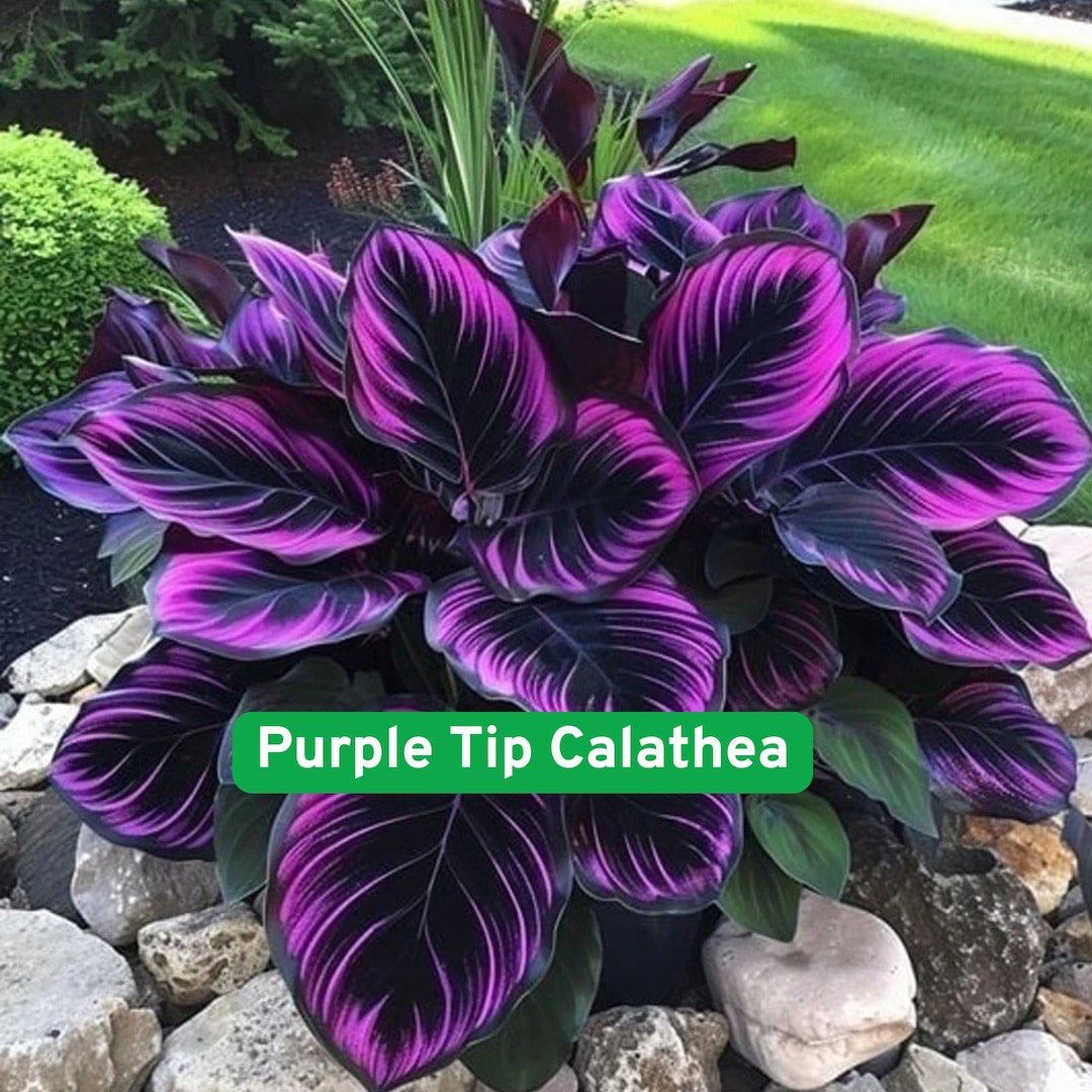 25 Purple Tip Calathea Couture Seeds, Rare Tropical Houseplant With ...