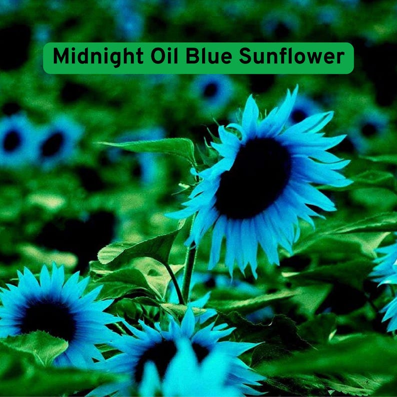 50 Midnight Oil Blue Sunflower Seeds Rare Deep Blue Blooms, Unique ...