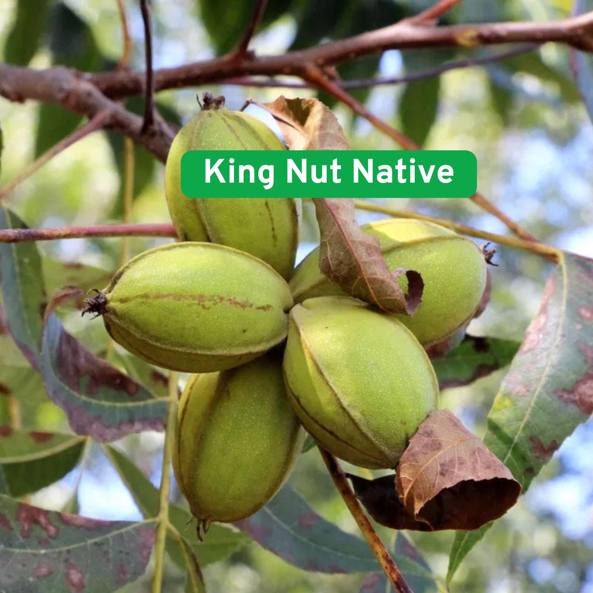5 Hardy Pecan Tree Seeds, Carya Illinoinensis, King Nut Variety, Cold ...