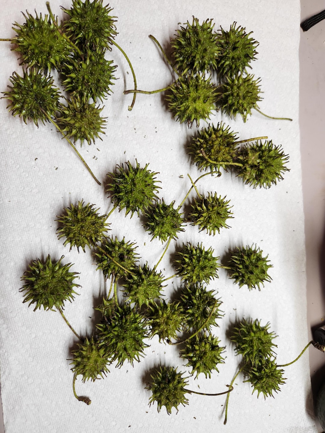 25 Fresh Green Sweet Gum Balls - Etsy