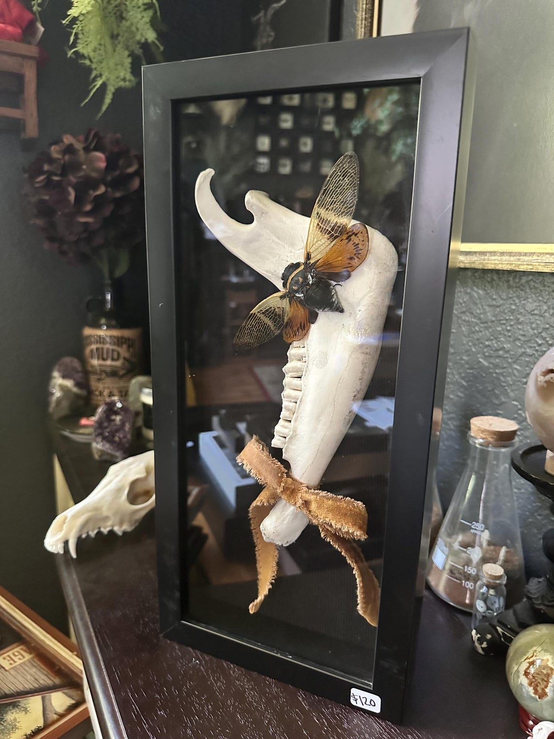Cicada + Deer Jawbone + Bow Entomology Art Frame - Etsy