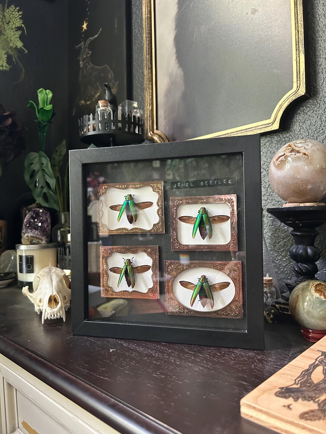 4 Jewel Beetles Frame, Entomology, Bugs, Gift - Etsy